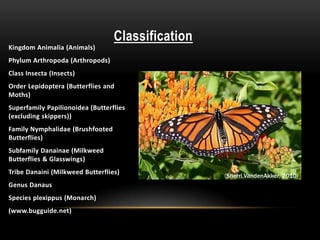 Biology 101 power point presentation on monarch butterflies | PPTX