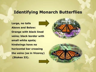 Biology 101 power point presentation on monarch butterflies | PPTX