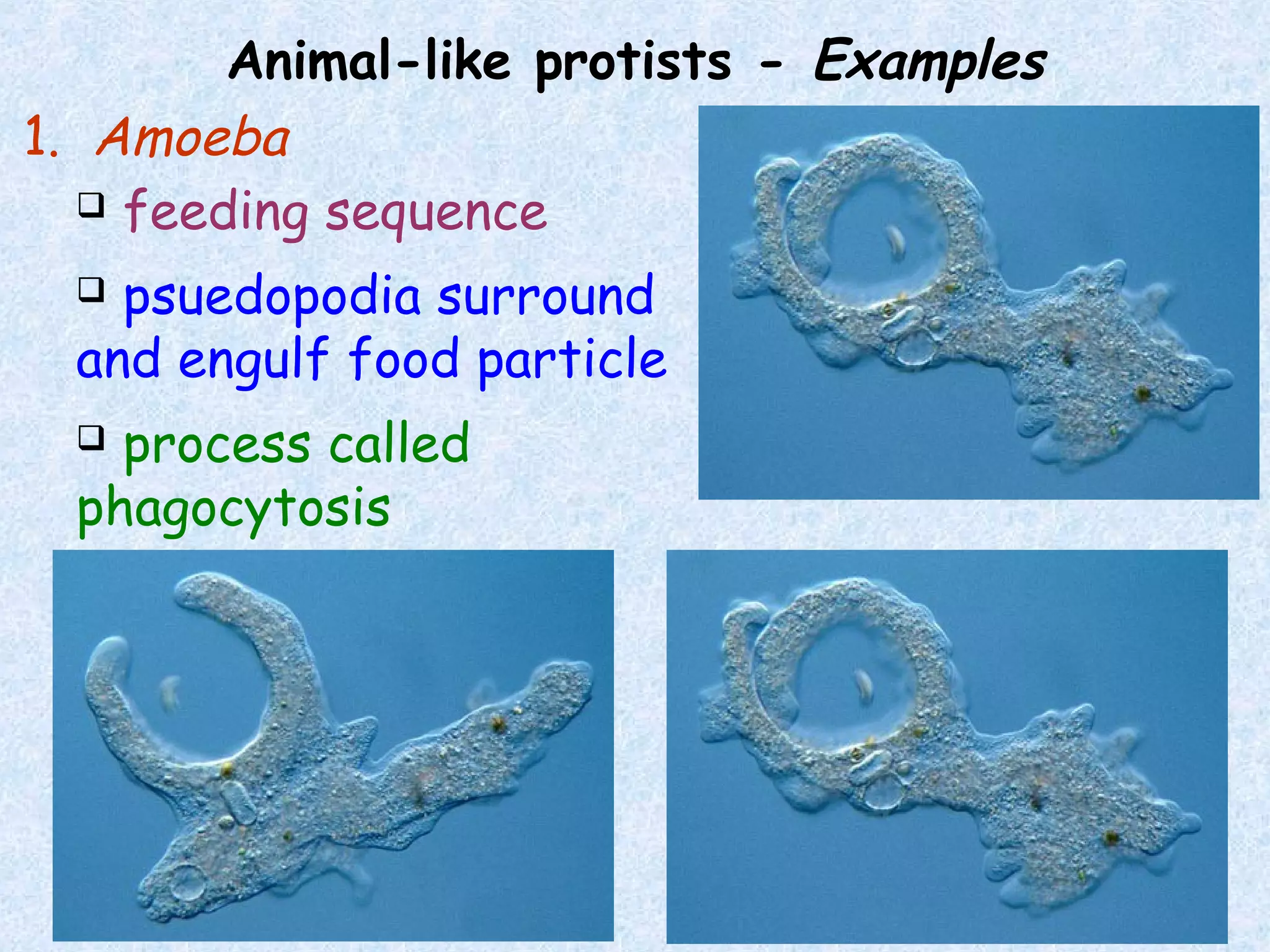 Kingdom Protista | PPT
