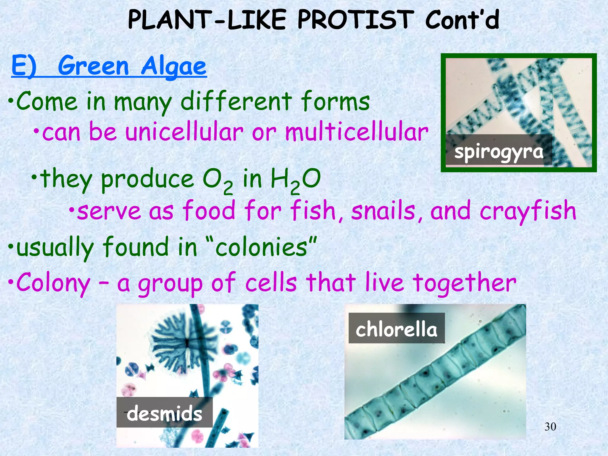 Kingdom Protista | PPT
