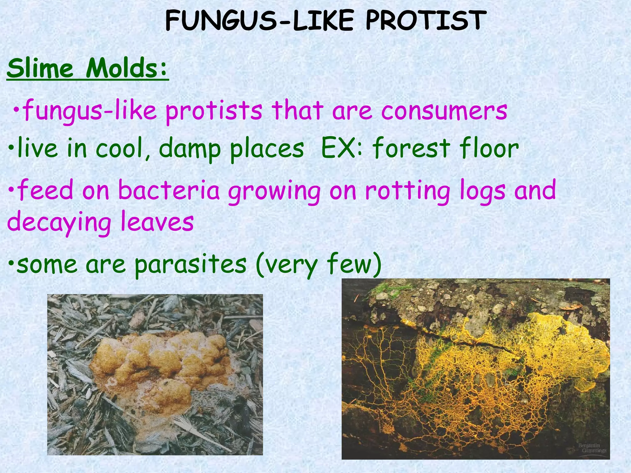Kingdom Protista | PPT