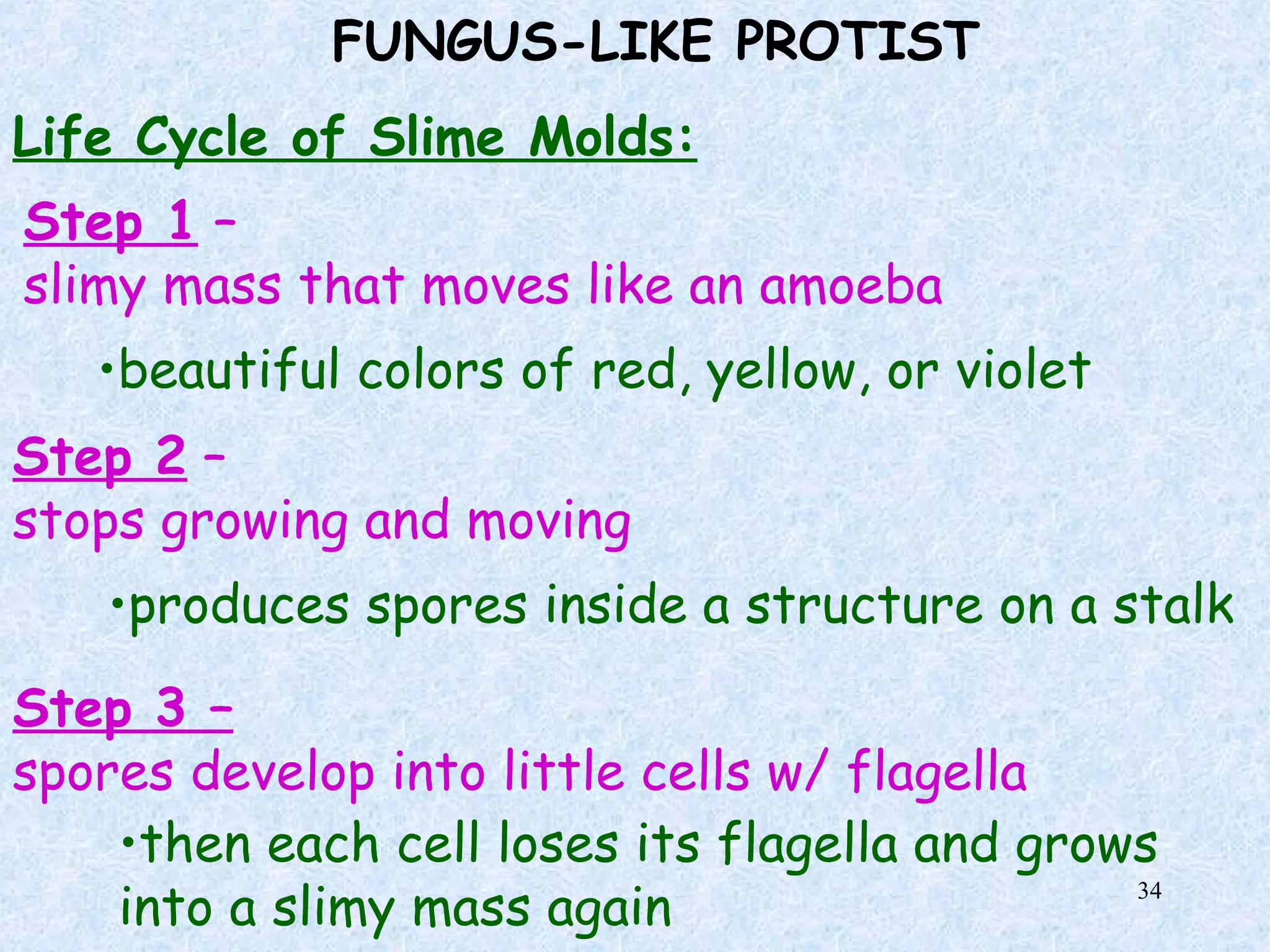 Kingdom Protista | PPT