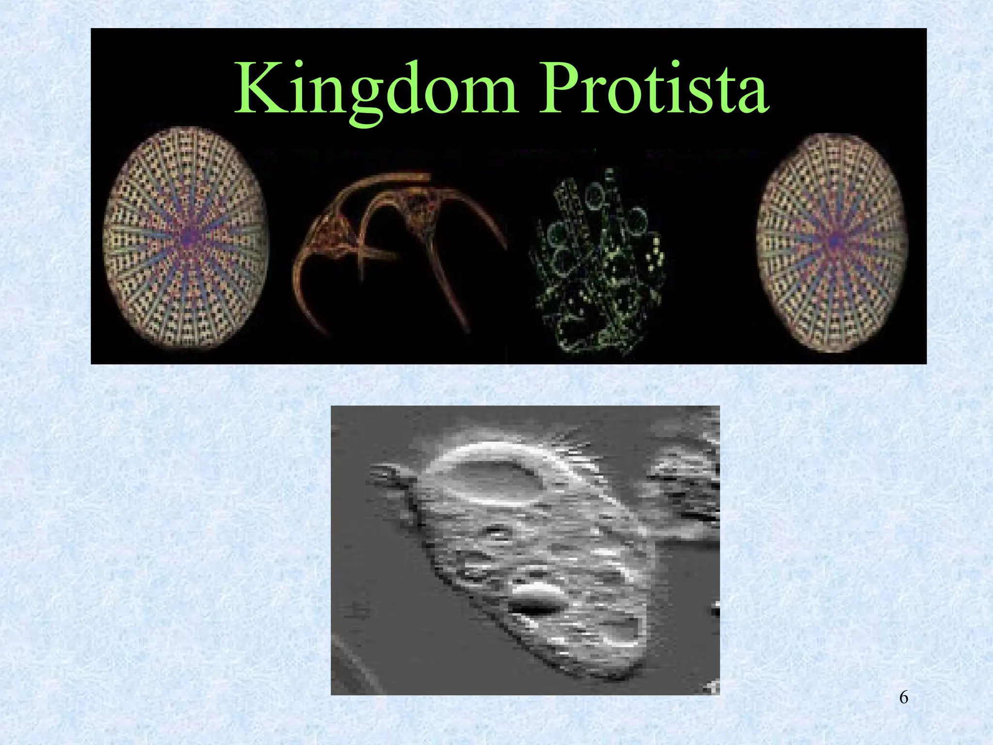 Kingdom Protista | PPT