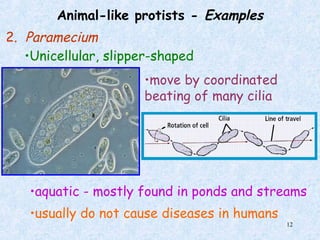 Kingdom Protista | PPT | Biological Sciences | Science