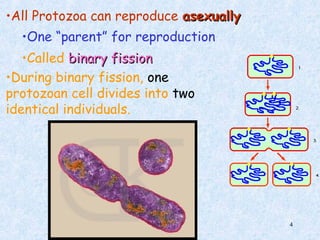 Kingdom Protista | PPT