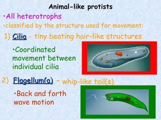 Kingdom Protista | PPT