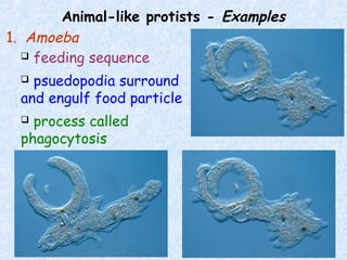 Protist Pictures And Names