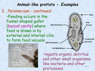 Kingdom Protista Examples Organisms