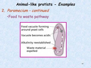 Protists Examples For Kids
