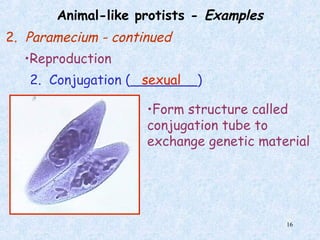 Protists Examples For Kids