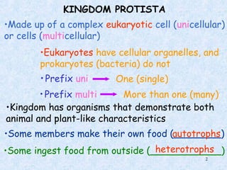 Kingdom Protista Classification Chart