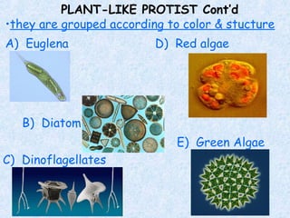 Plant Like Protists Kingdom