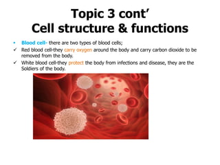 Biology-Cells | PPT