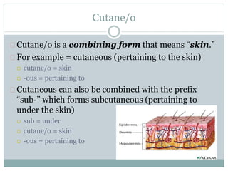 Integumentary System | PPTX