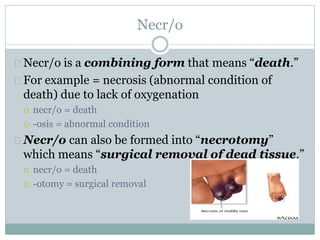 Integumentary System | PPTX
