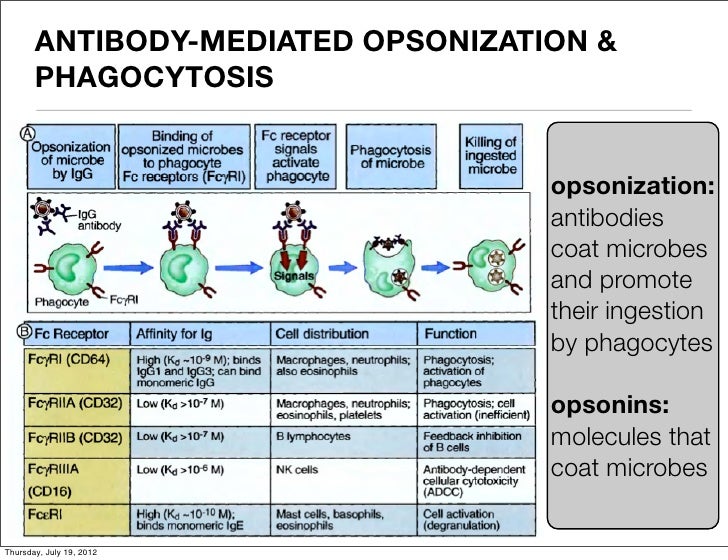 Biology 151 lecture 4 2012 2013 (part 2 hi)