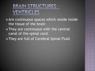 Biology 161 lab_7__brain_and_ventricles2 | PPTX
