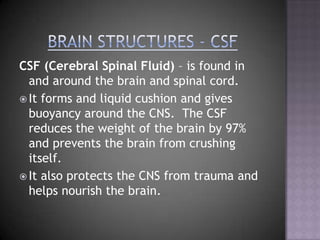 Biology 161 lab_7__brain_and_ventricles2 | PPTX