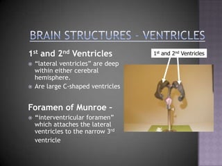 Biology 161 lab_7__brain_and_ventricles2 | PPTX
