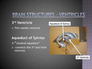 Biology 161 lab_7__brain_and_ventricles2 | PPTX