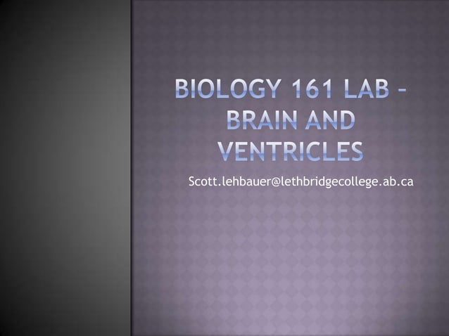 Biology 161 lab_7__brain_and_ventricles2 | PPTX