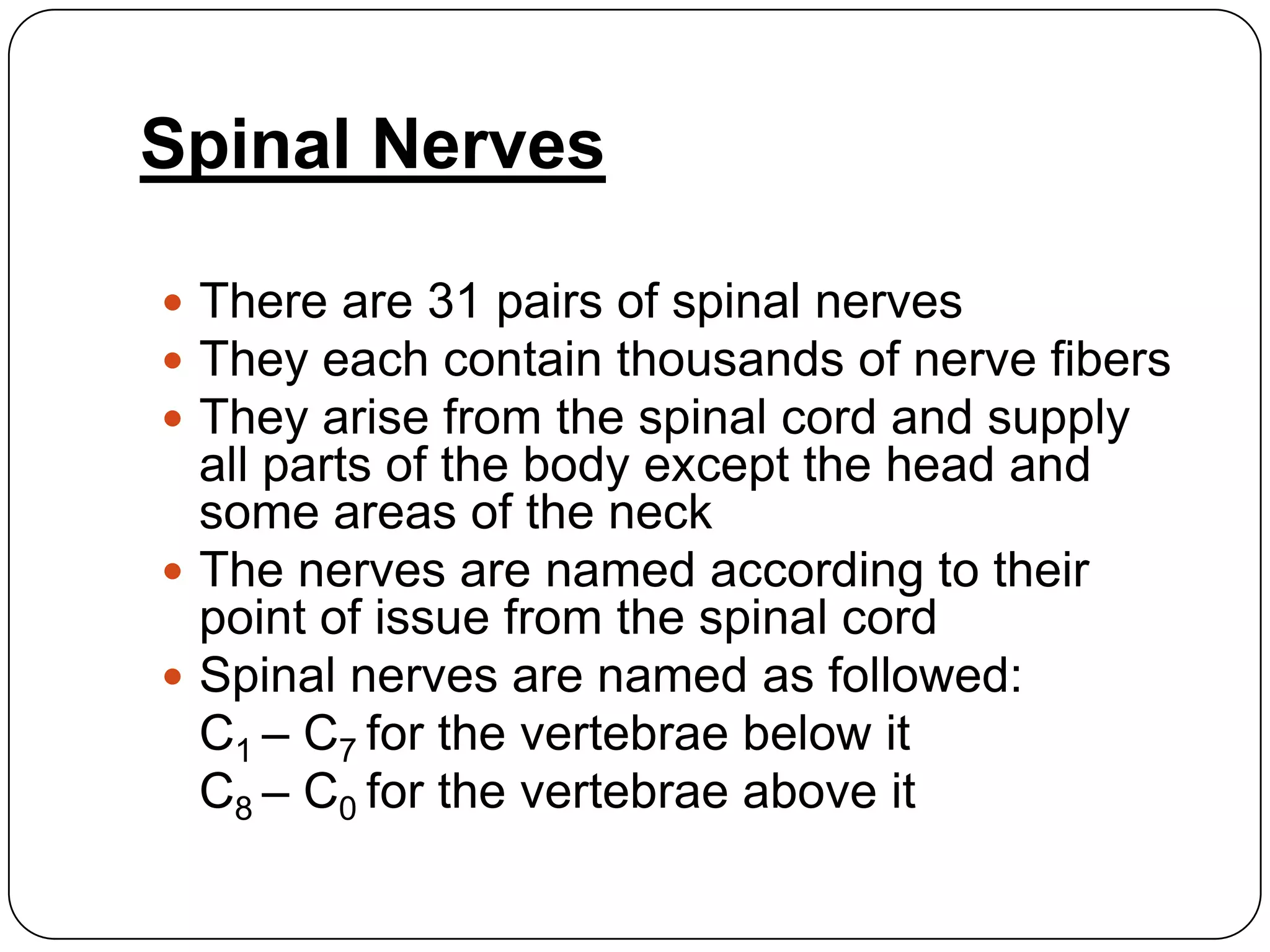 Biology 161 lab_8_spinal_cord__spinal_ne1 | PPTX