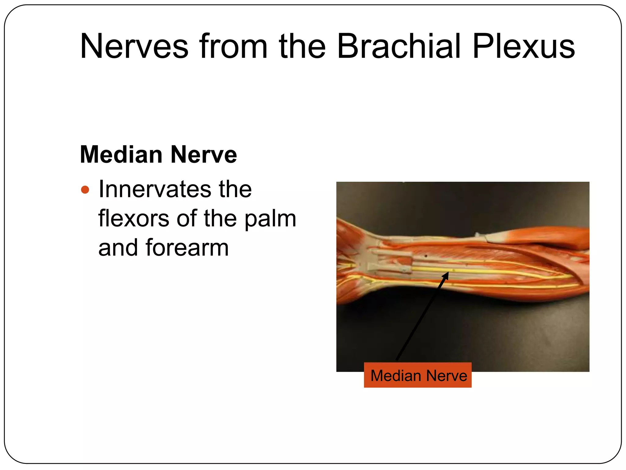 Biology 161 lab_8_spinal_cord__spinal_ne1 | PPTX
