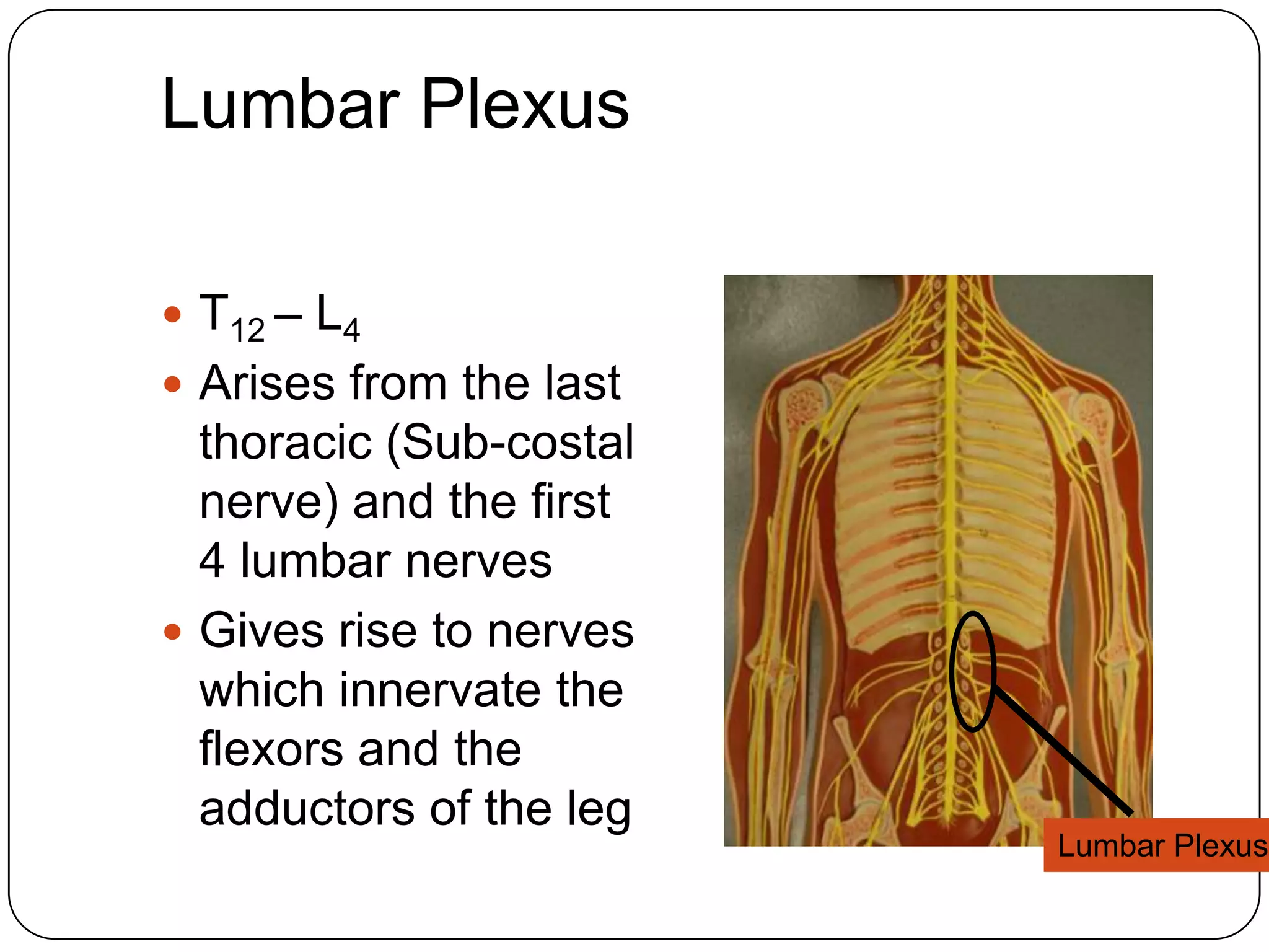 Biology 161 lab_8_spinal_cord__spinal_ne1 | PPTX
