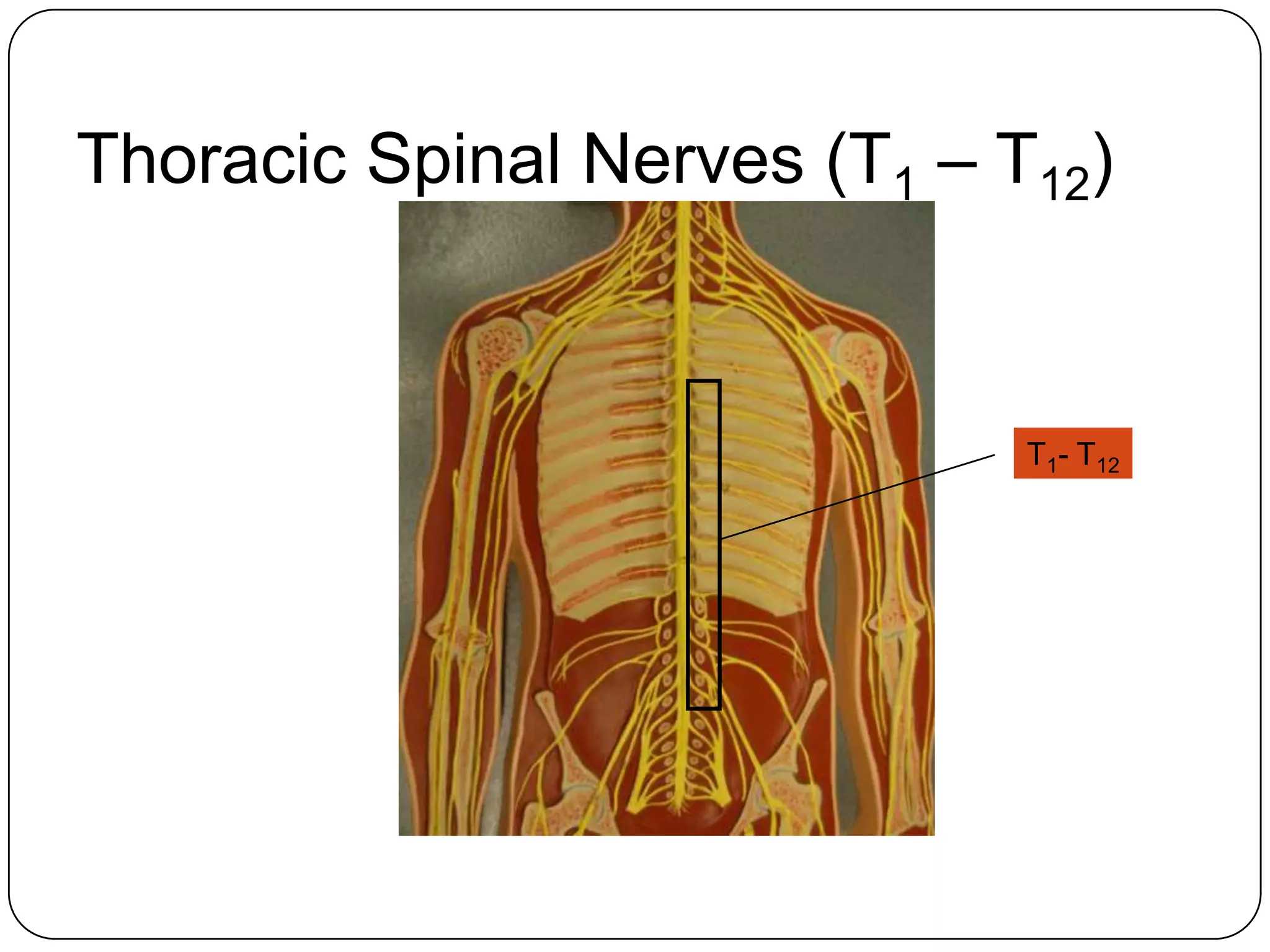 Biology 161 lab_8_spinal_cord__spinal_ne1 | PPTX