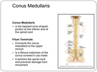 Biology 161 lab_8_spinal_cord__spinal_ne1 | PPTX | Death, Injury, or ...