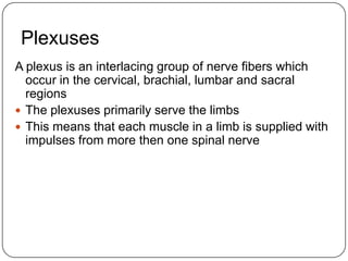 Biology 161 lab_8_spinal_cord__spinal_ne1 | PPTX