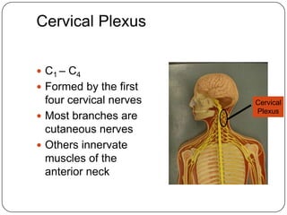 Biology 161 lab_8_spinal_cord__spinal_ne1 | PPTX | Death, Injury, or ...