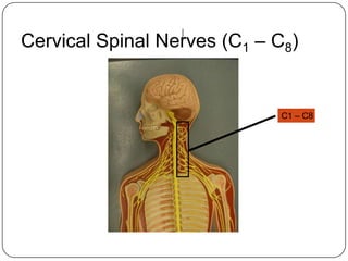 Biology 161 lab_8_spinal_cord__spinal_ne1 | PPTX | Death, Injury, or ...