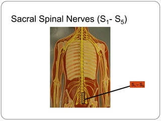 Biology 161 lab_8_spinal_cord__spinal_ne1 | PPT