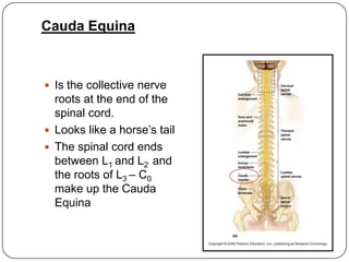 Biology 161 lab_8_spinal_cord__spinal_ne1 | PPTX