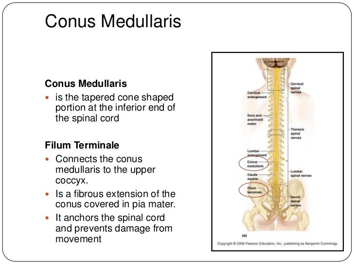 Biology 161 lab_8_spinal_cord__spinal_ne1