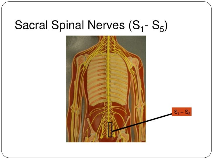Biology 161 lab_8_spinal_cord__spinal_ne1