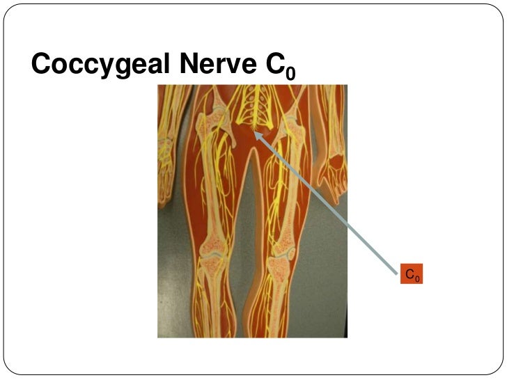 Biology 161 lab_8_spinal_cord__spinal_ne1