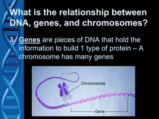 Biology 1st Semester Lesson 04 - DNA.pptx