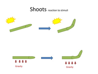 Biology2 120721041928-phpapp02 | PPTX