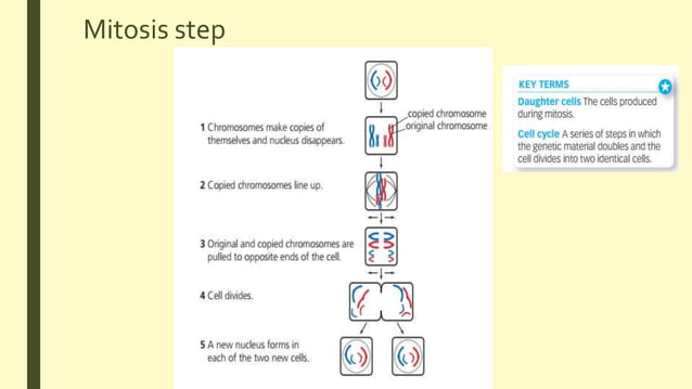 Biology cell division | PPT