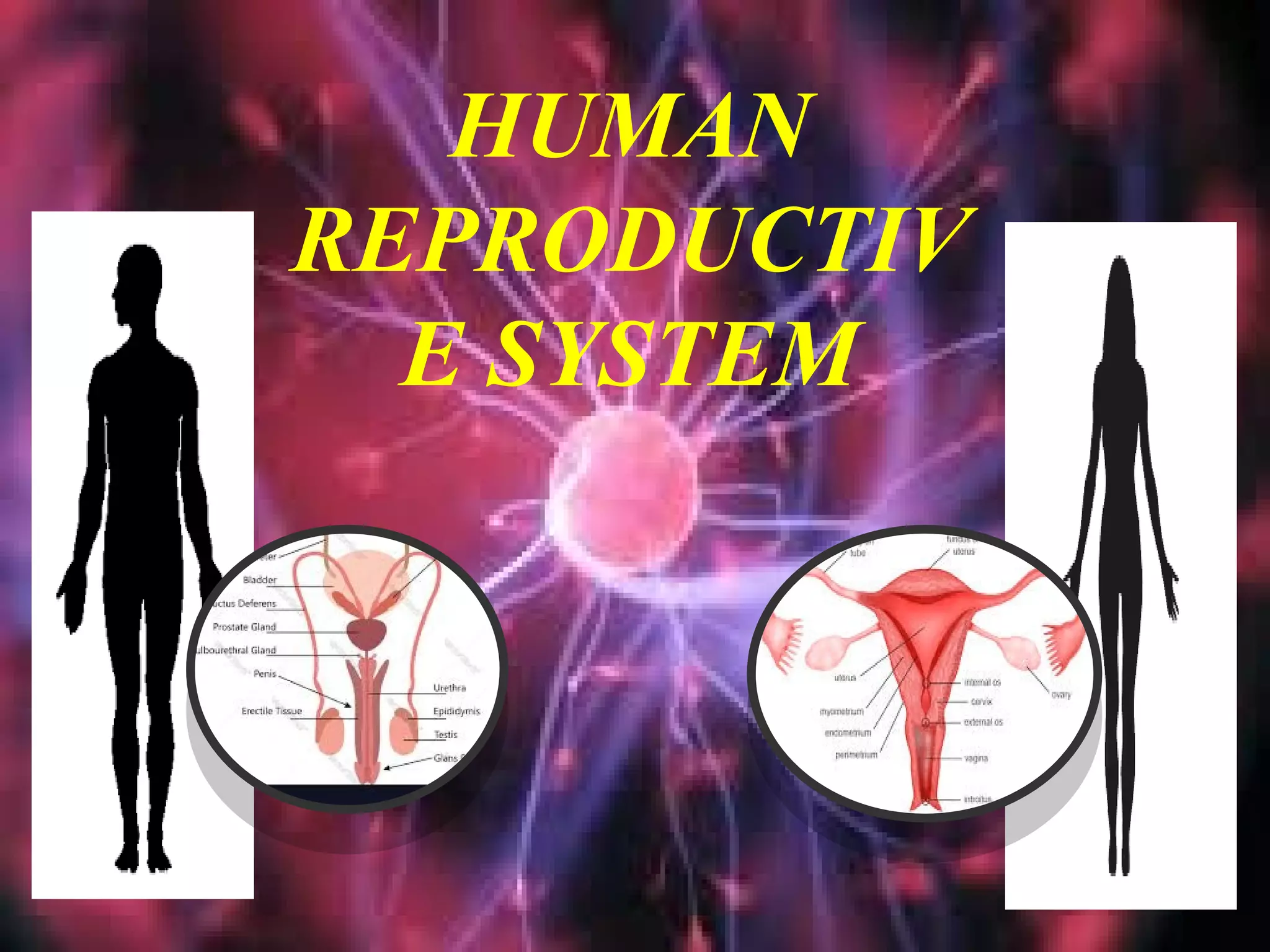 HUMAN REPRODUCTIVE SYSTEM | PDF