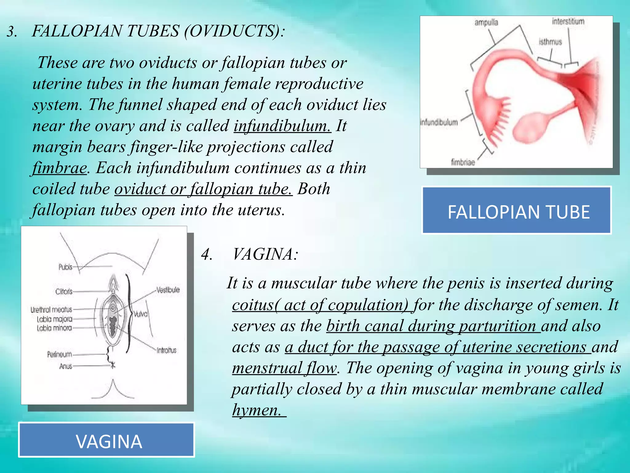 HUMAN REPRODUCTIVE SYSTEM | PDF