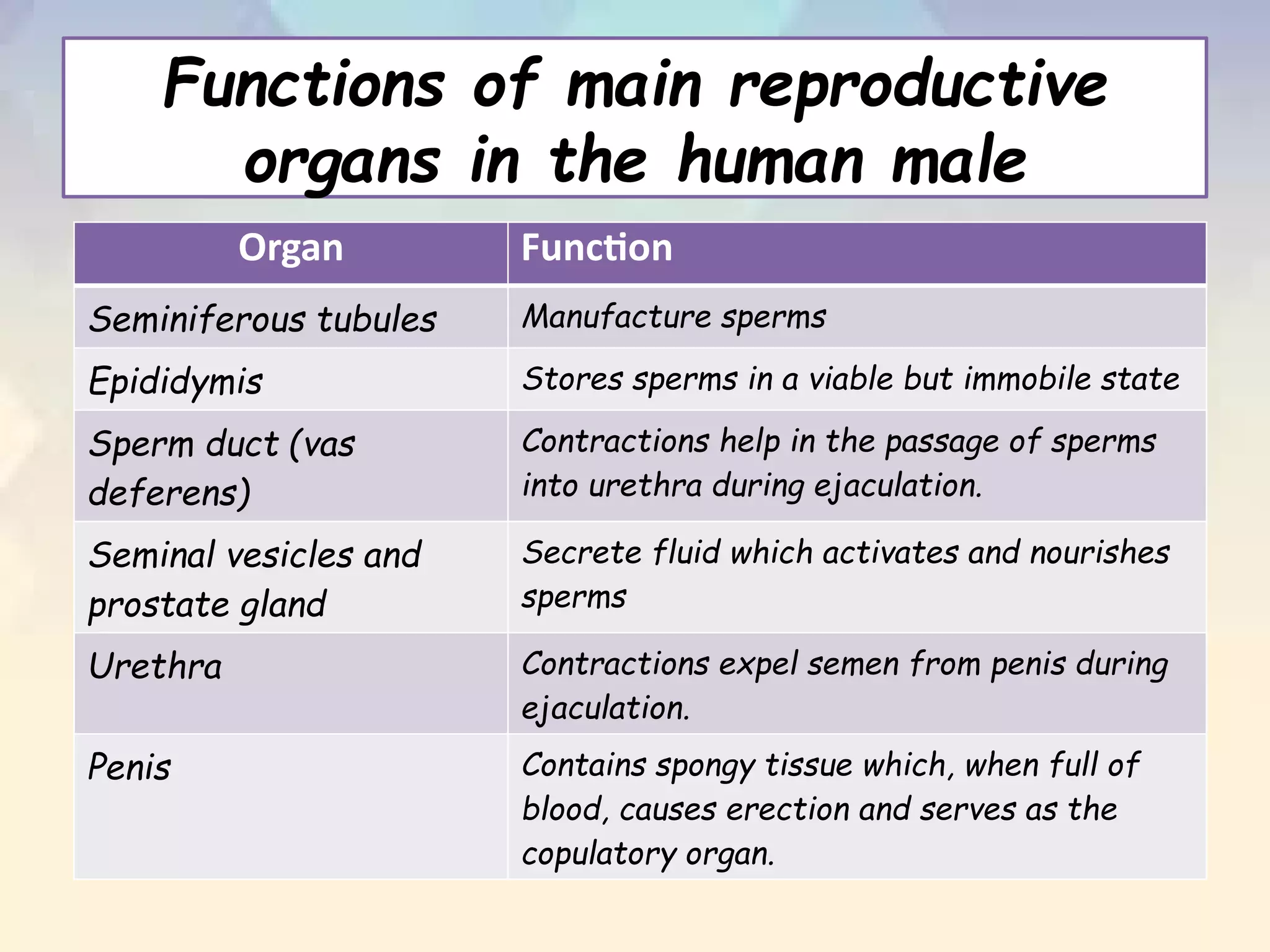 HUMAN REPRODUCTIVE SYSTEM | PDF