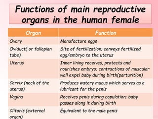 HUMAN REPRODUCTIVE SYSTEM | PDF | Infertility | Reproductive Health