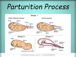HUMAN REPRODUCTIVE SYSTEM | PDF | Infertility | Reproductive Health