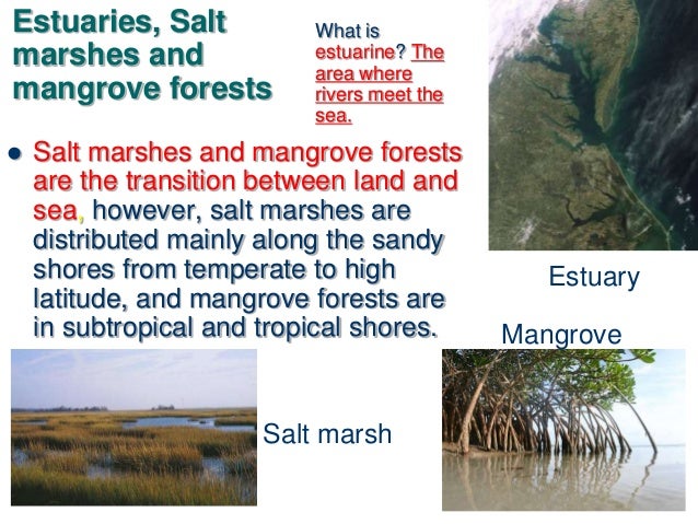 Estuaries Salt Marshes Mangroves Marinebio PPT - Mangroves, Salt ...