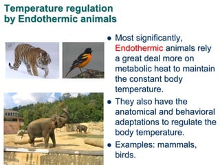 Endothermic Examples Animals