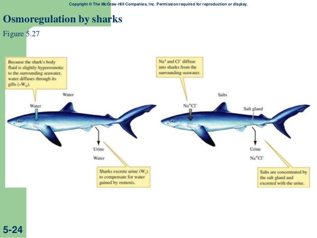 Biology 205 6