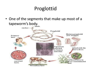 Biology 27 1 flatworms | PPT